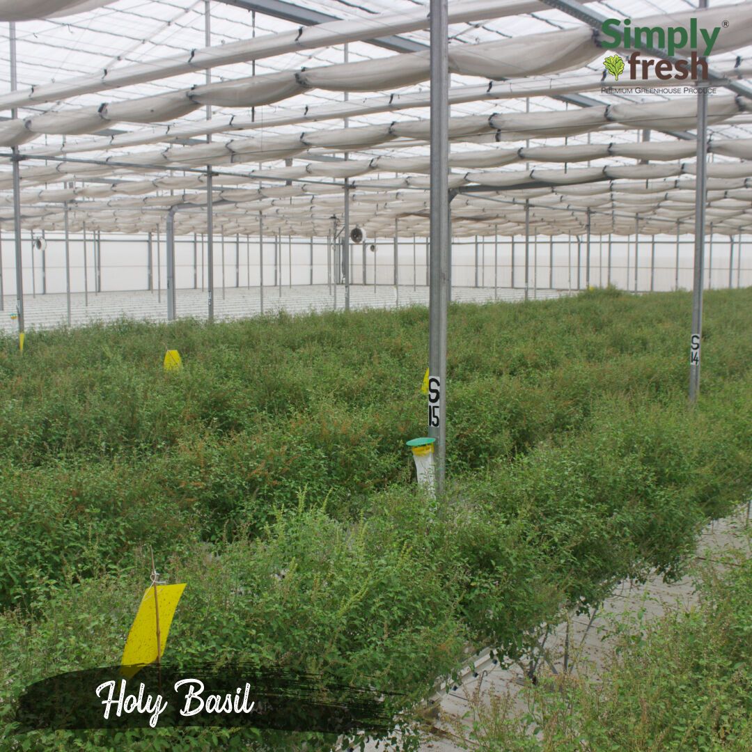 Growing quality Medicinal Plants through Precision Farming - Access Agric