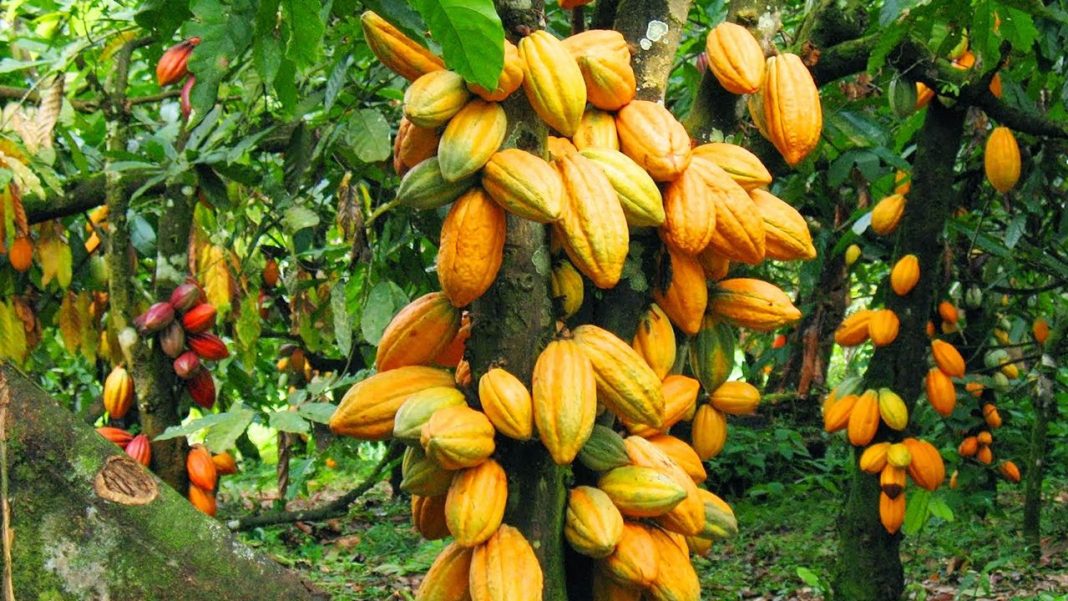 Ghana Tourism Authority, COCOBOD, launches 2025 National Chocolate Week ...
