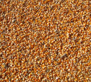 Grain Quality Grading and Certification Project launched - Access Agric