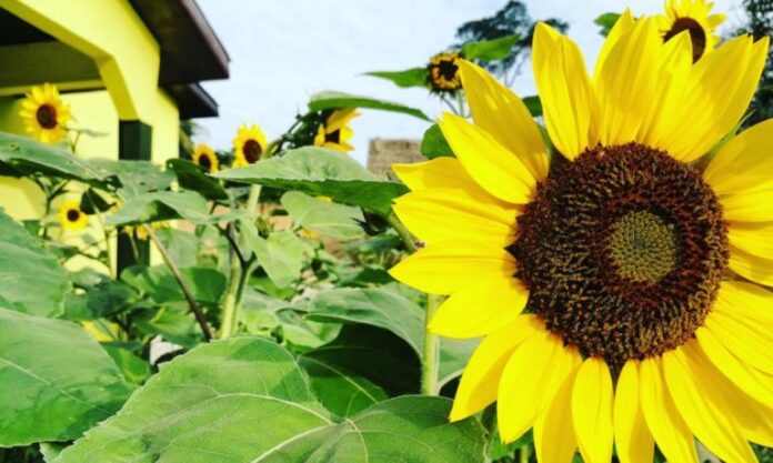 Ghana Sunflower Project launched to boost production - Access Agric