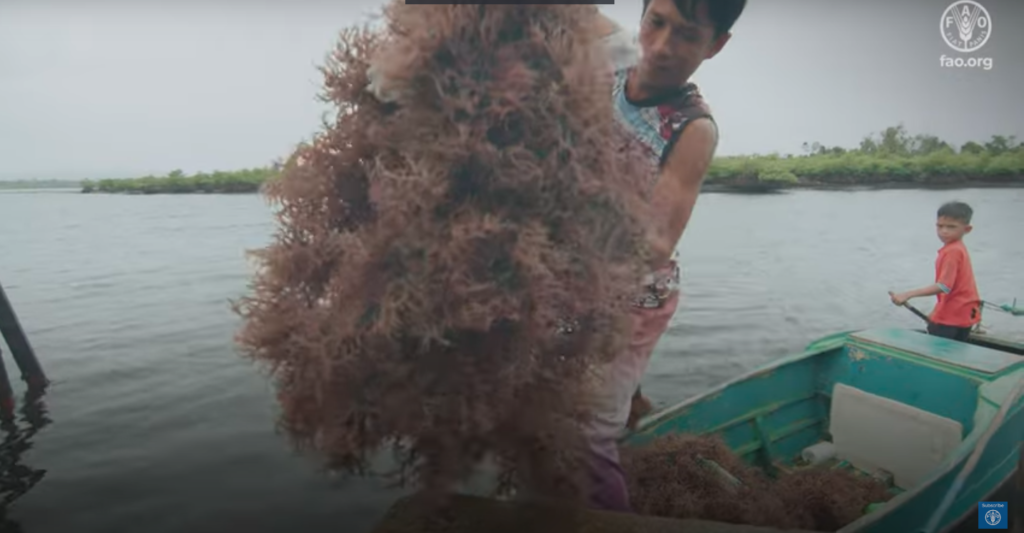 Empowering seaweed farmers in southern Philippines - Access Agric