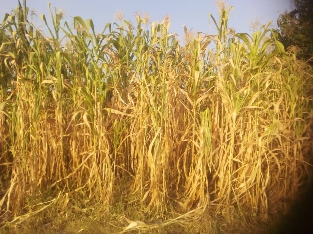Early cessation of rainfall adversely affecting crops – Crop Officer ...